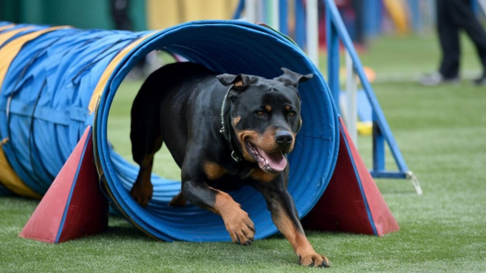 Best Dog Sports for Rottweilers