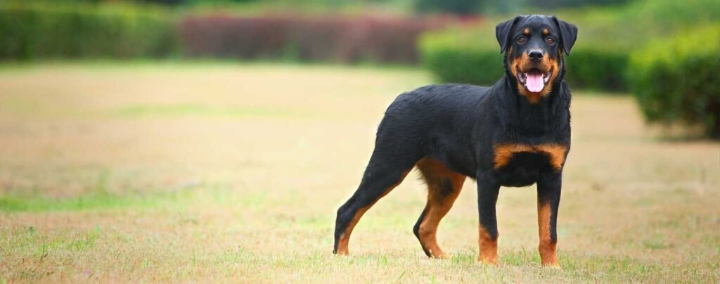 The Best Activities for Rottweilers: How to Keep Them Busy